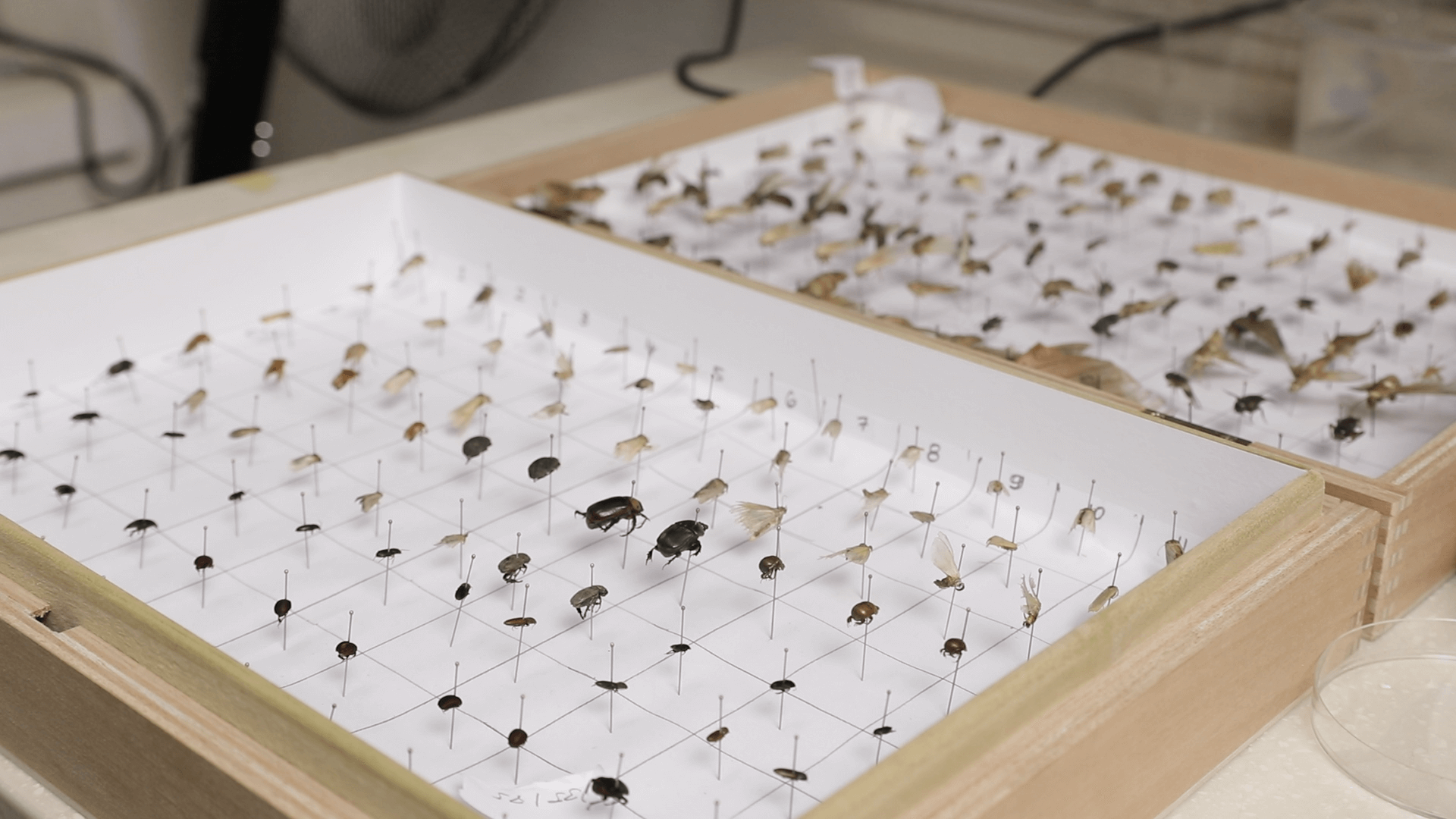 Using DNA barcodes in the fight against malaria | Target Malaria