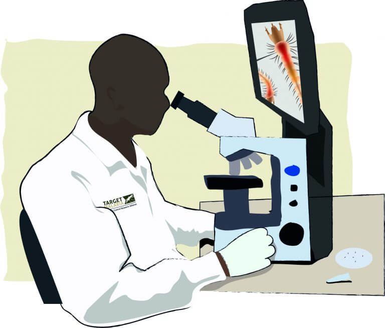 Target Malaria Uganda Starting Work on Colour-Variant Mosquitoes ...