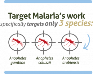 World Mosquito Day: Understanding the malaria vector | Target Malaria