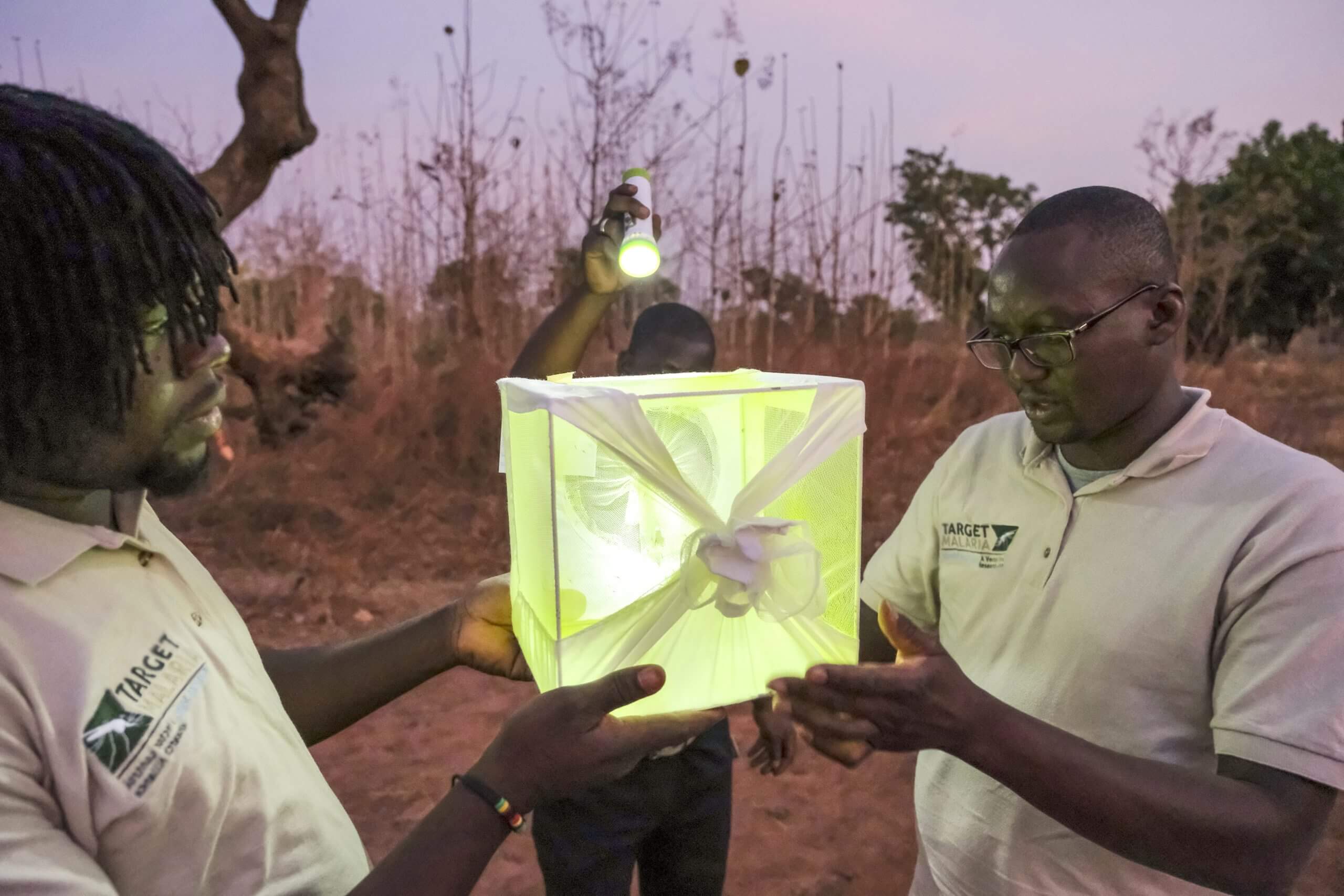 How to test gene drive for malaria control in field trials | Target Malaria