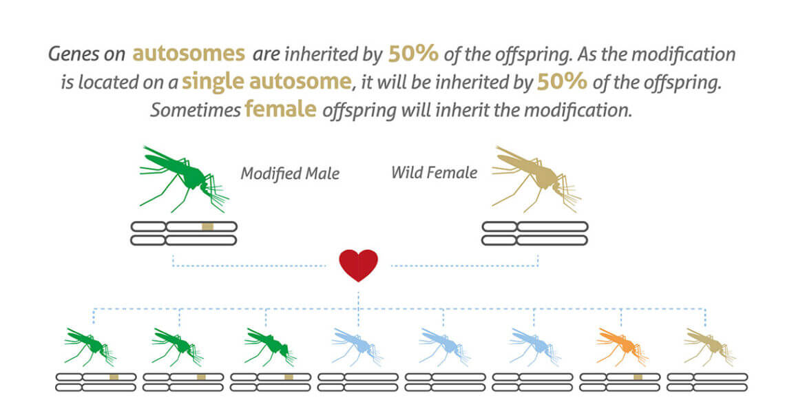 Genetically modified male bias | Target Malaria