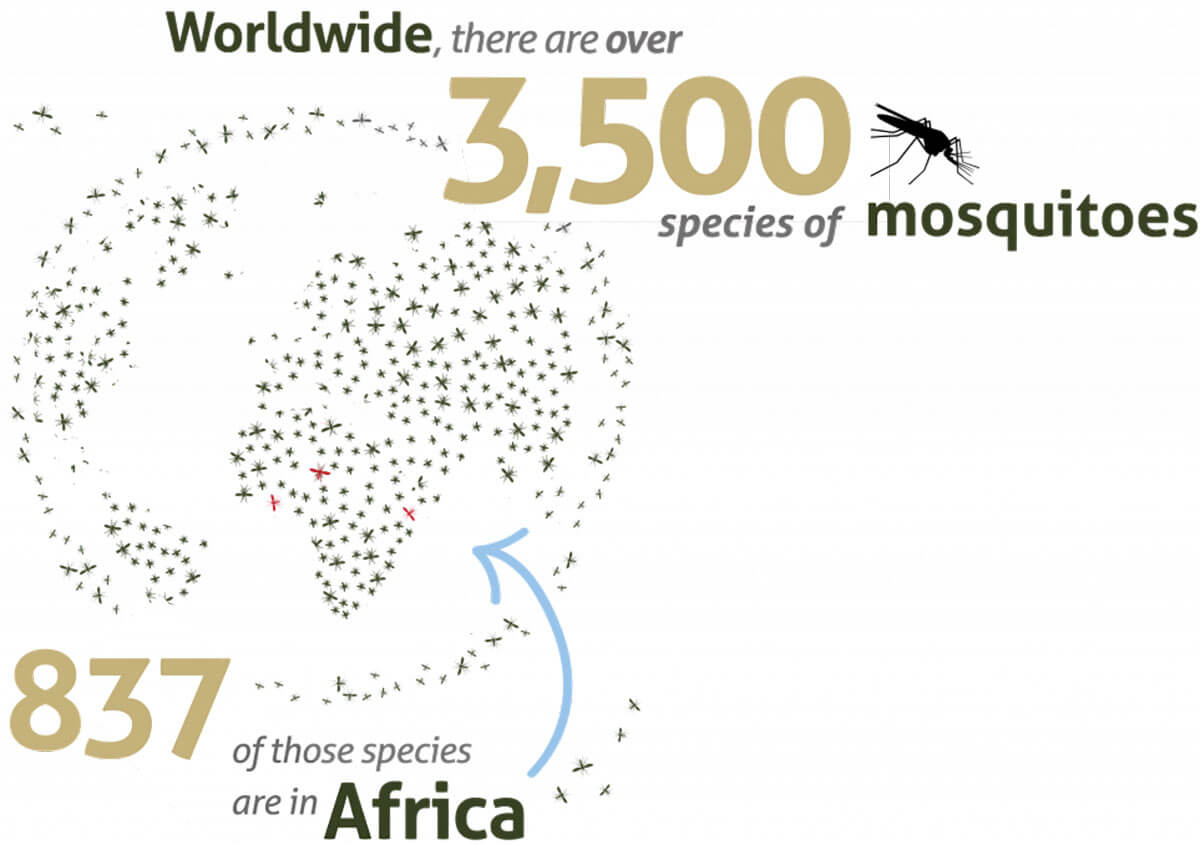 Our Approach | Target Malaria