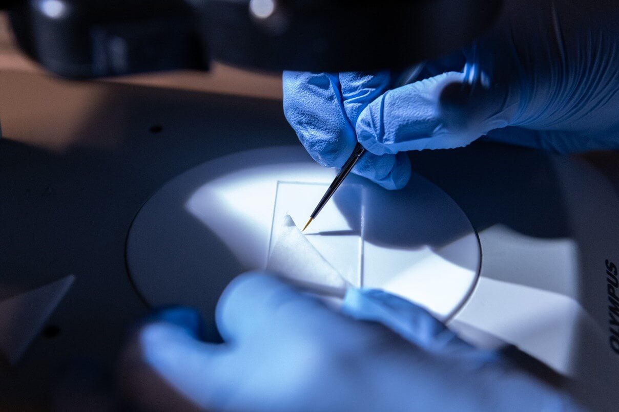 Microinjection: Transformation from wild to genetically modified ...