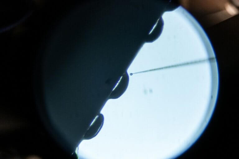 Microinjection: Transformation from wild to genetically modified ...