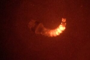 Microinjection: Transformation from wild to genetically modified ...