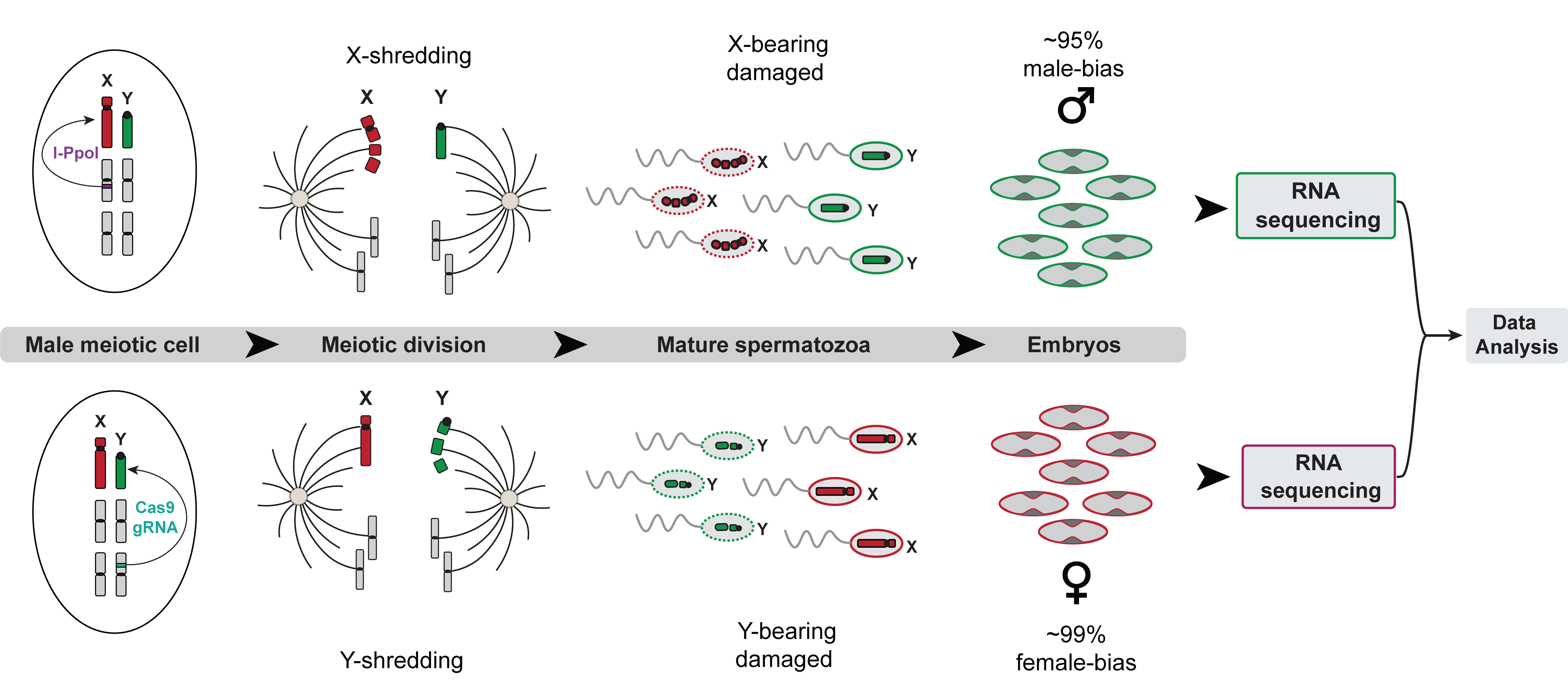 Y Chromosome Shredding In Anopheles Gambiae A New Genetic Sexing