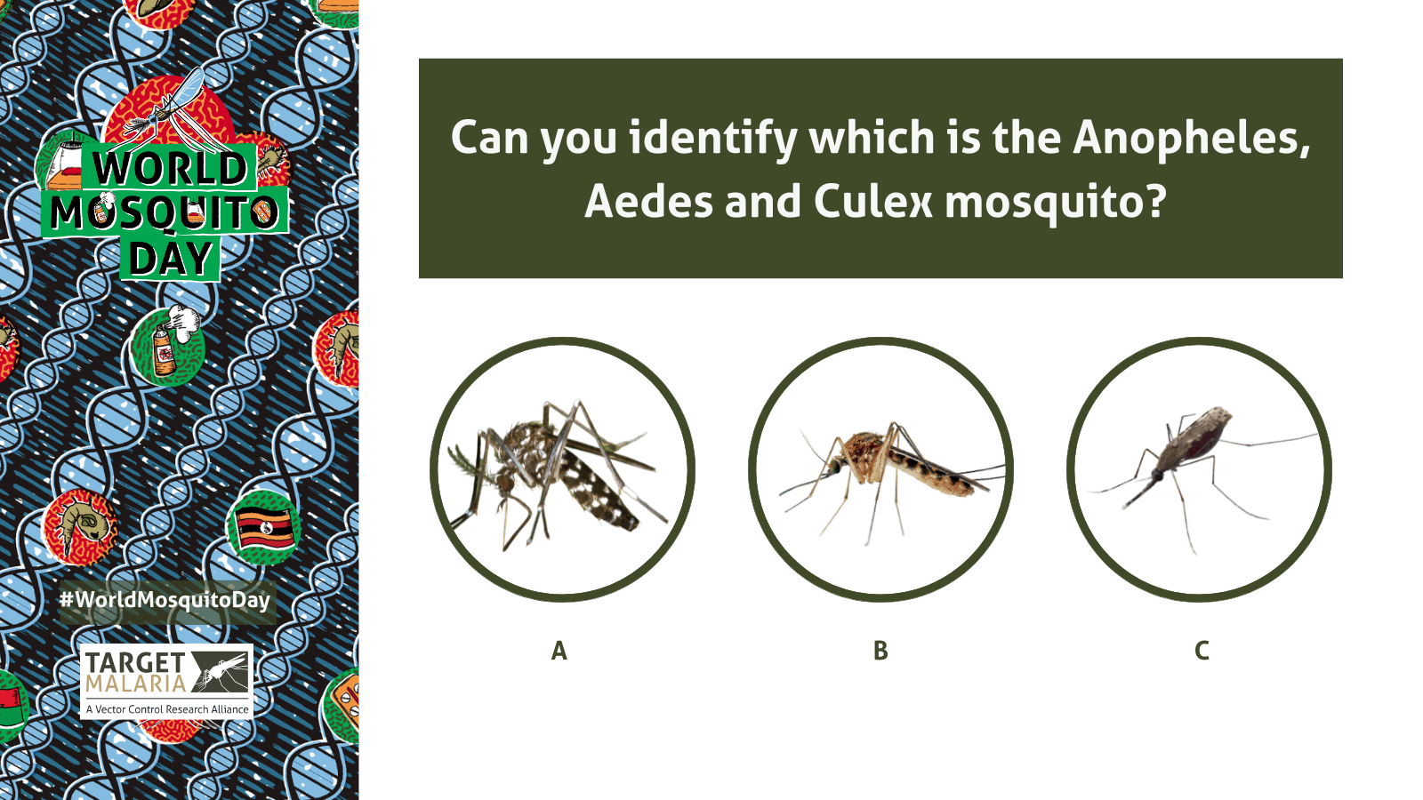 Anopheles Mosquito Anopheles Mosquitoes Alameda County Mosquito