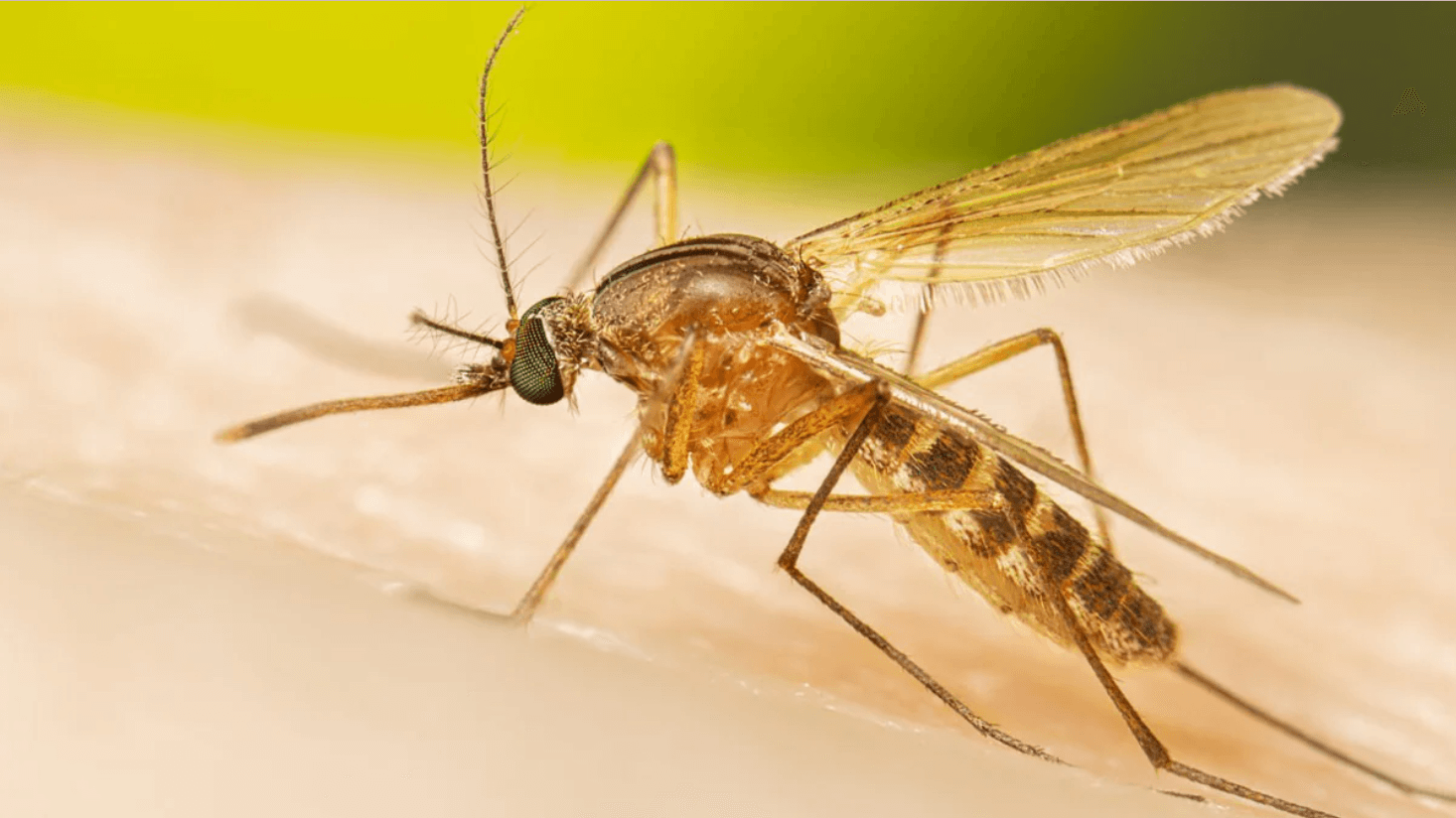 Anopheles, Aedes or Culex: how to tell mosquito species apart? | Target ...