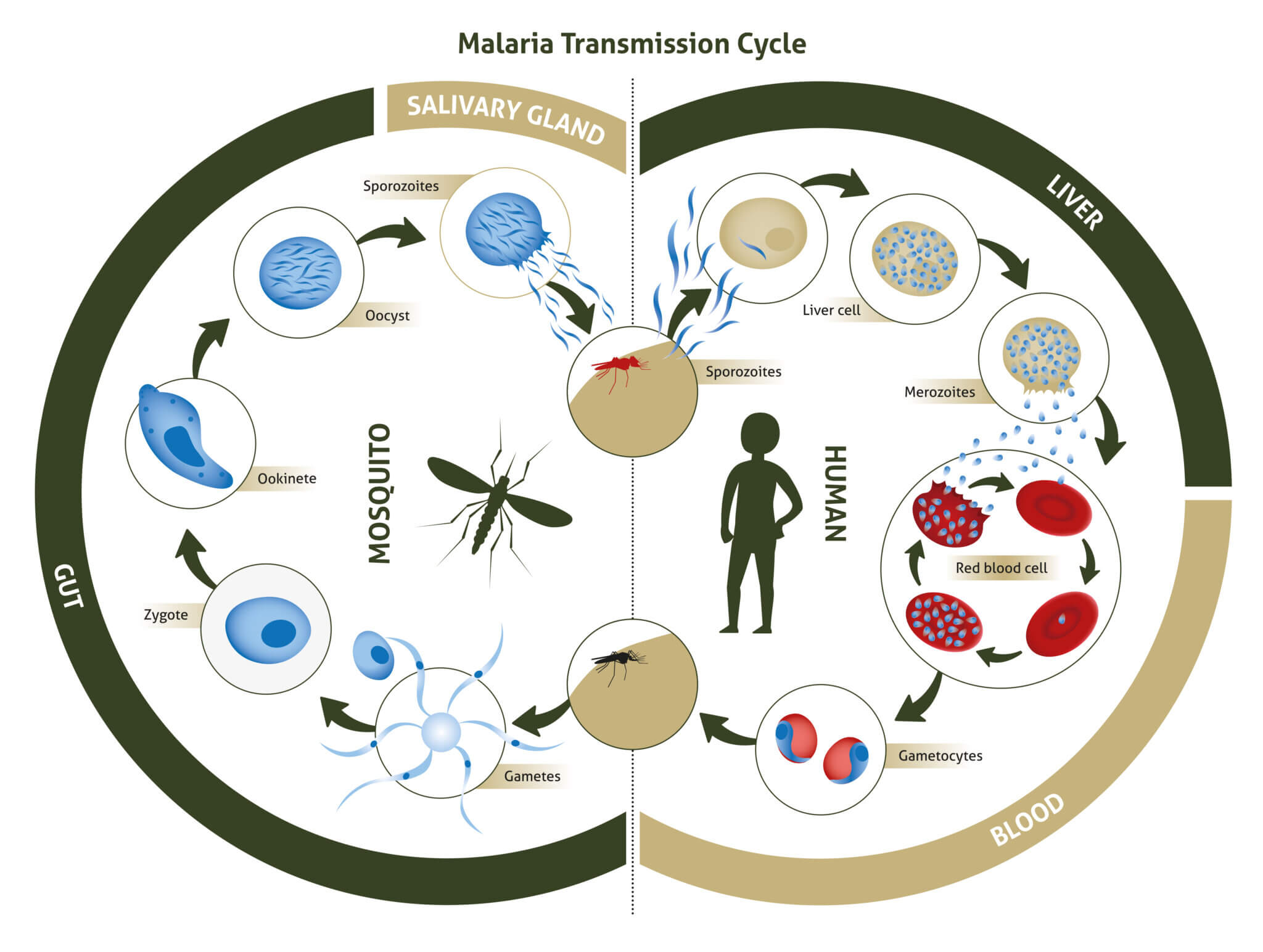 The importance of World Mosquito Day | Target Malaria