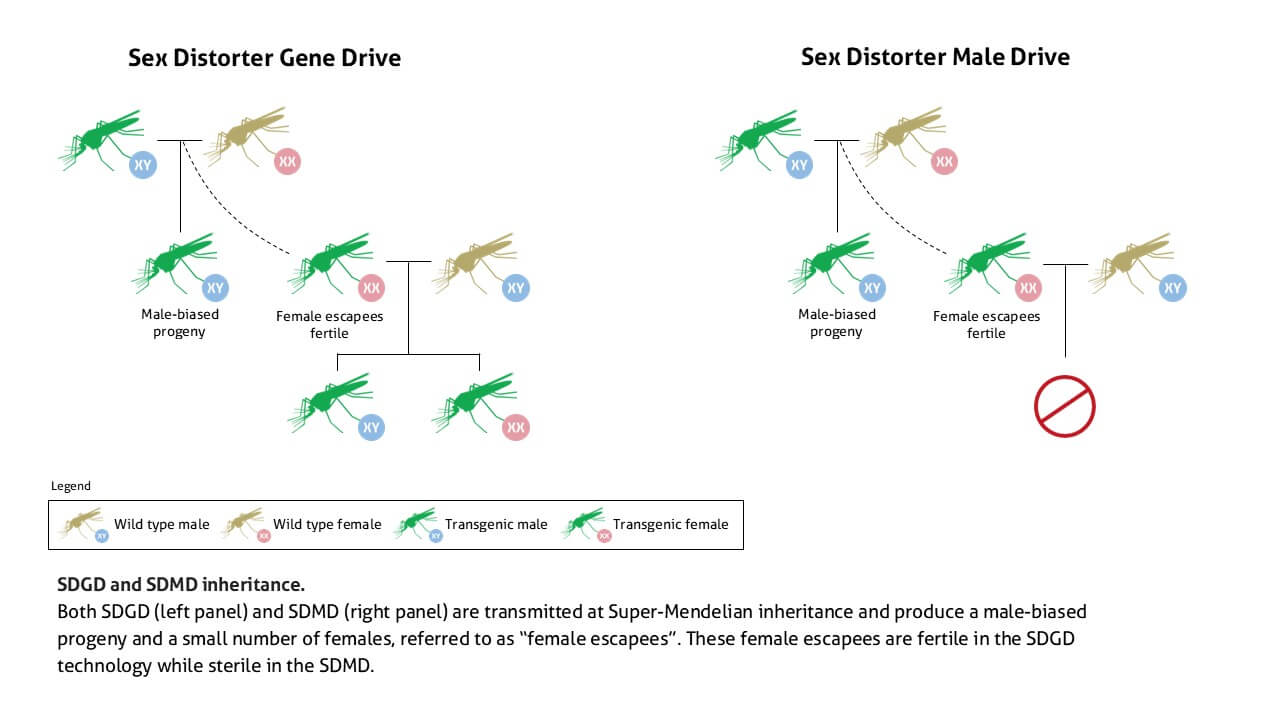 Target Malaria publishes new research detailing Sex Distorter Male ...